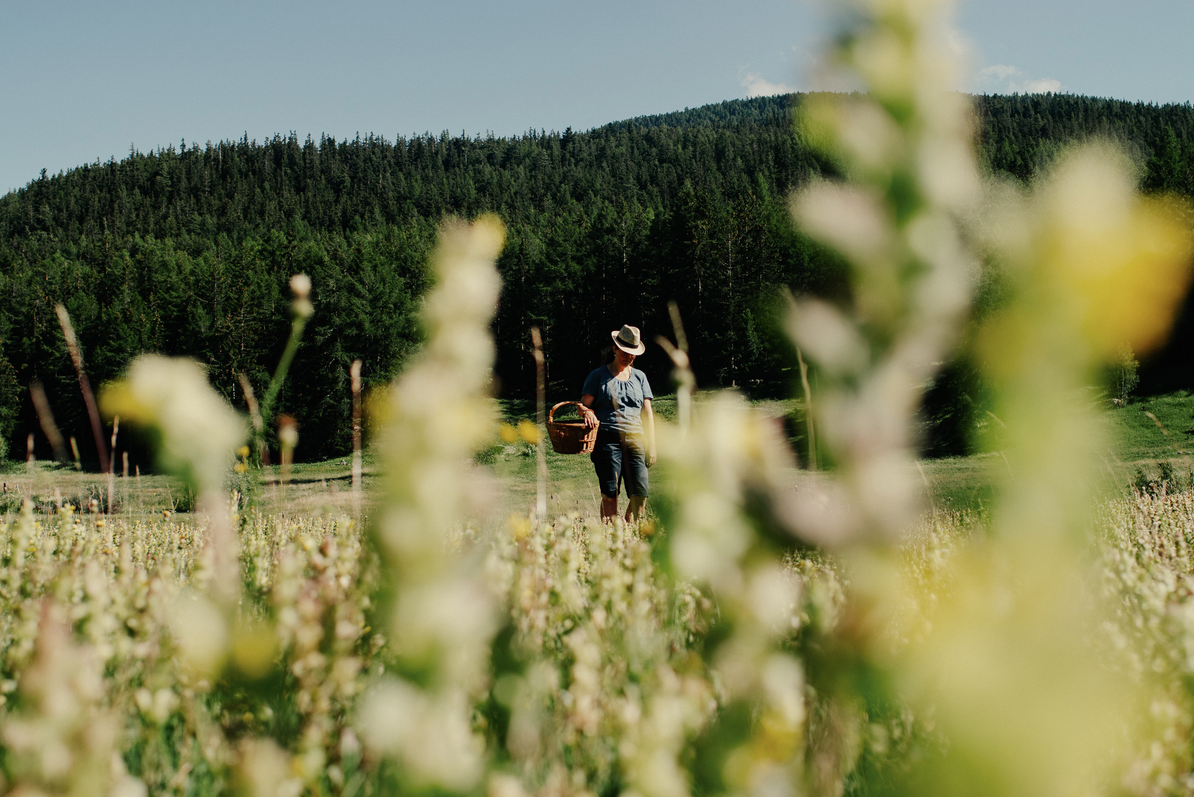 Natur & Kräuter - Moosalpregion