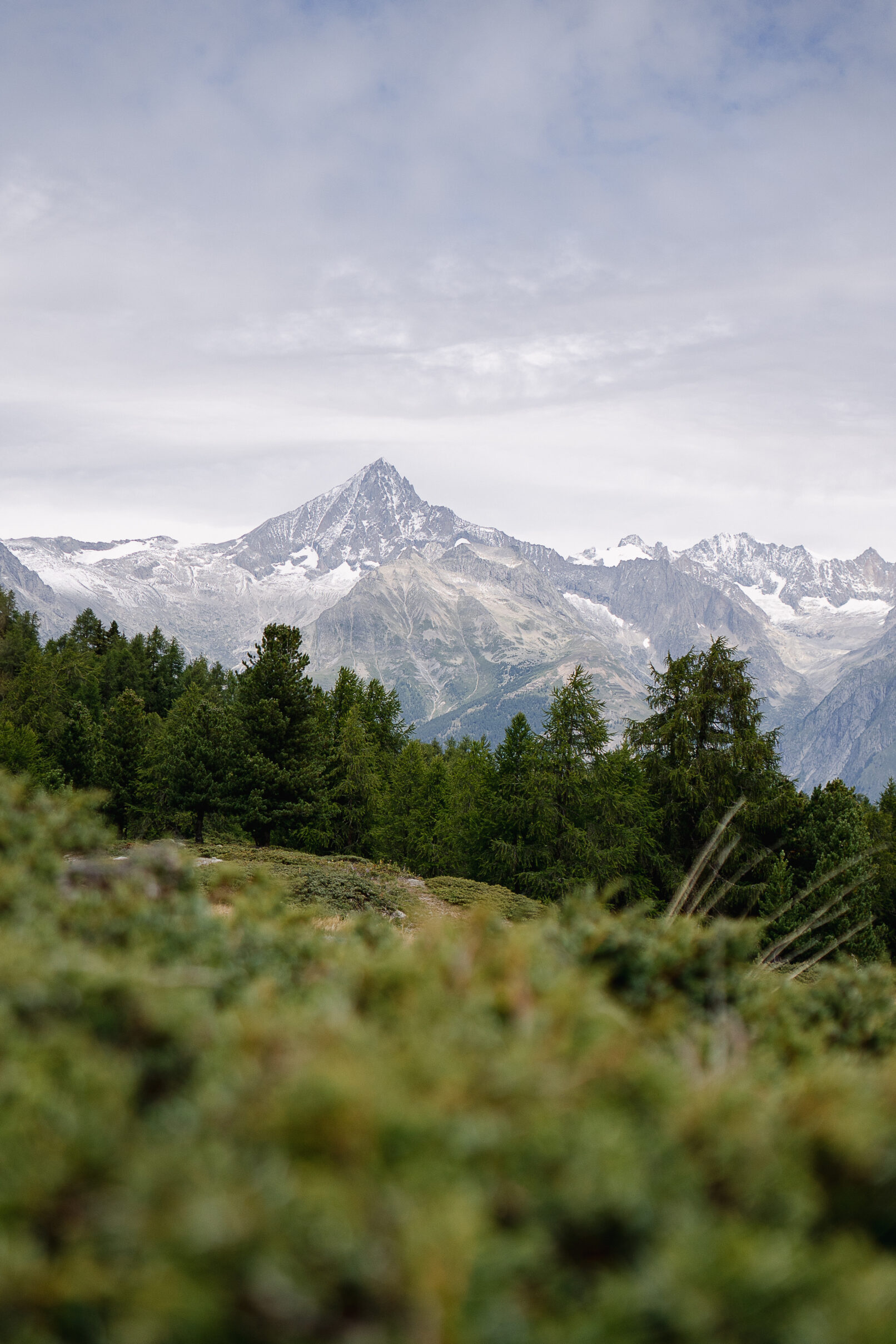 Magic moss of the moss valley region - Moosalpregion