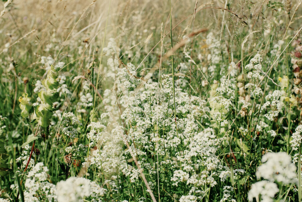 Frühling in der Moosalpregion – 7 gute Gründe, jetzt zu kommen ...