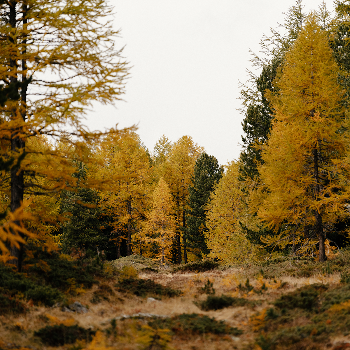 Pilze sammeln & Geniessen - Moosalpregion